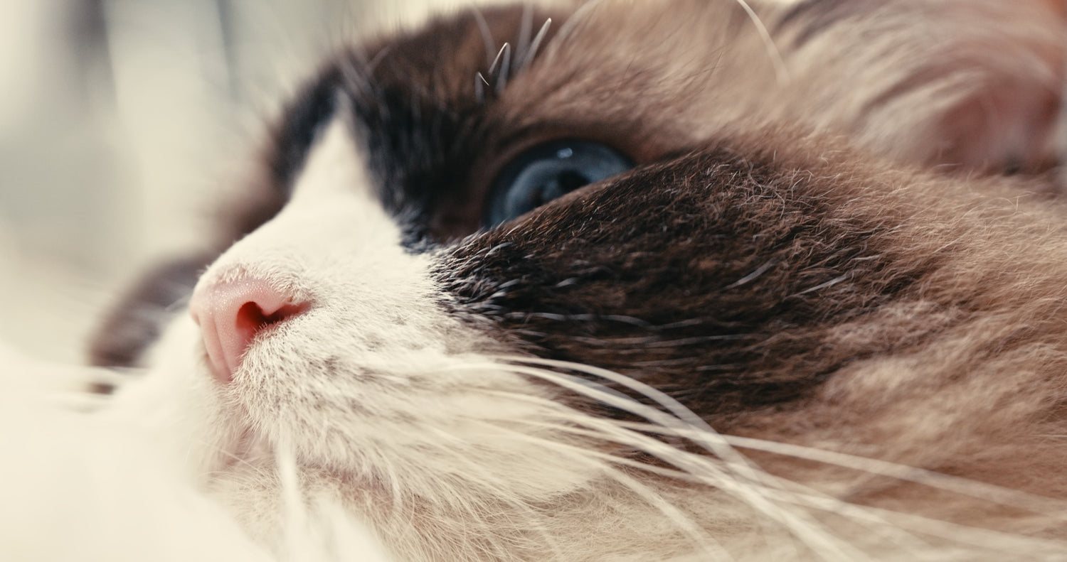 DULENS HK – DULENS HK