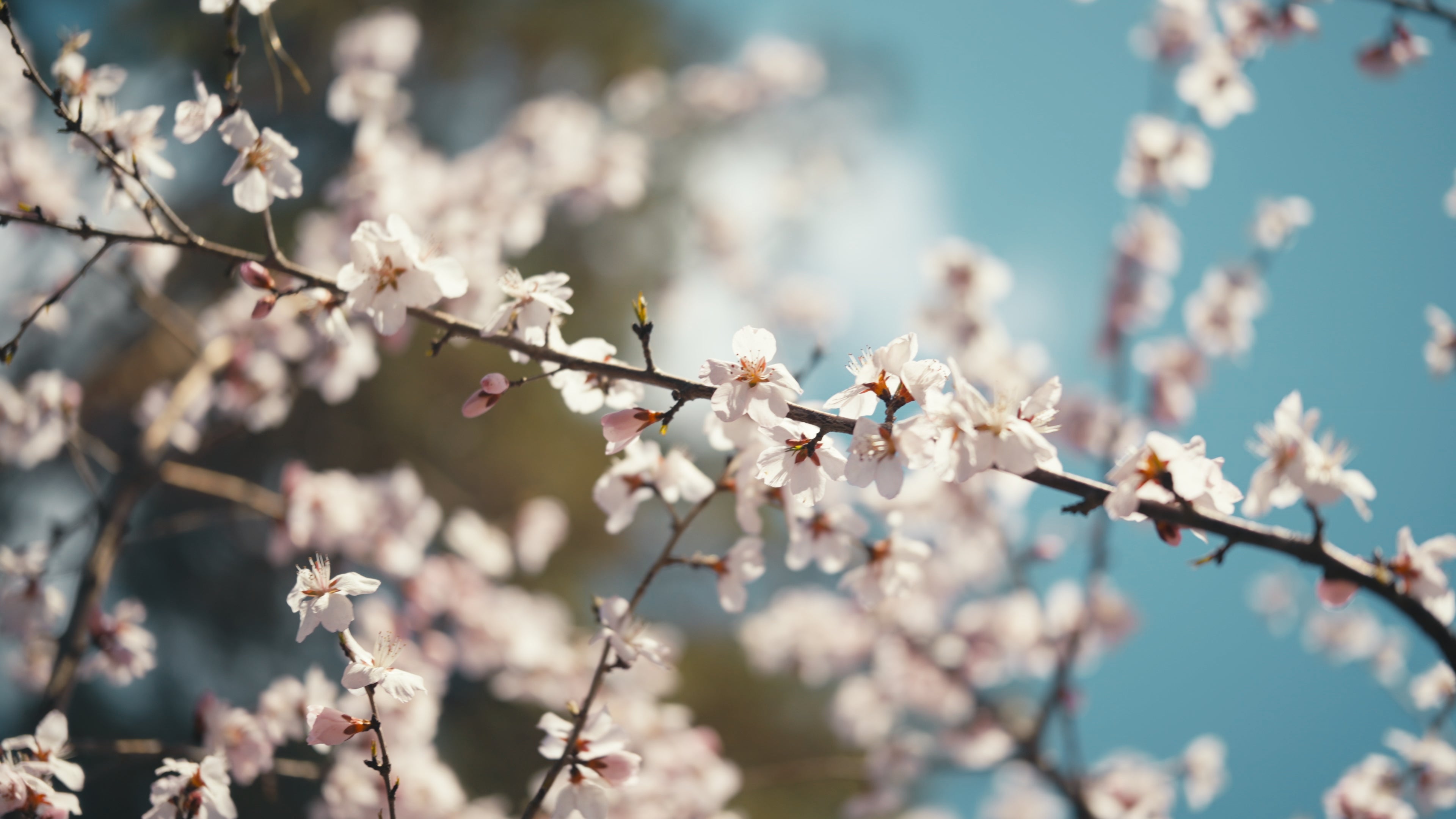 Dulens Global Store – DULENS HK